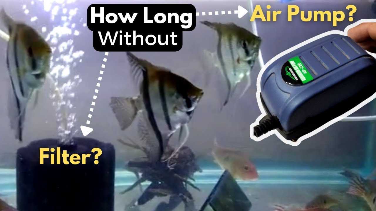 How Long Can Fish Survive Without An Air Pump? Explained.